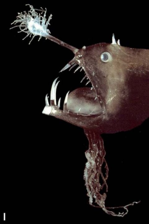 Anglerfish Harness Both Light and Darkness — Biological Strategy ...