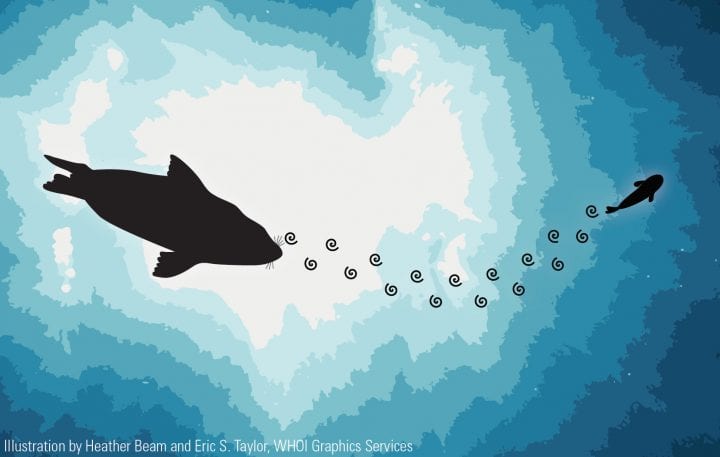 How Seal Whiskers Track Prey Underwater — Biological Strategy — AskNature
