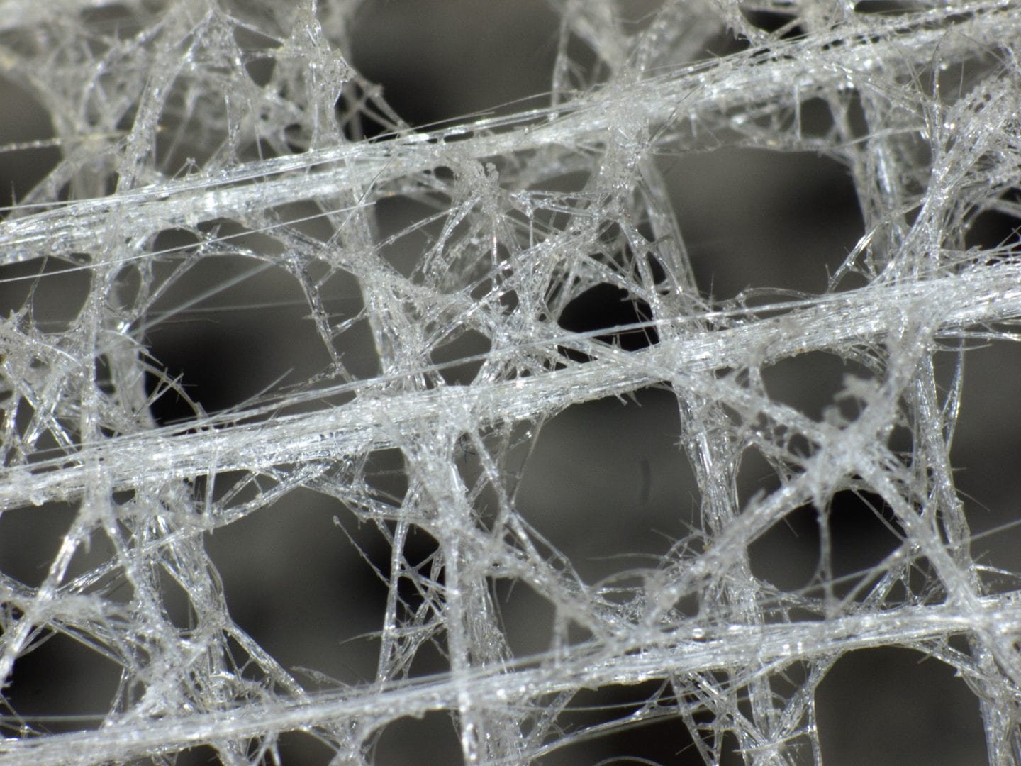 Glass Skeleton Is Tough Yet Flexible — Biological Strategy — AskNature