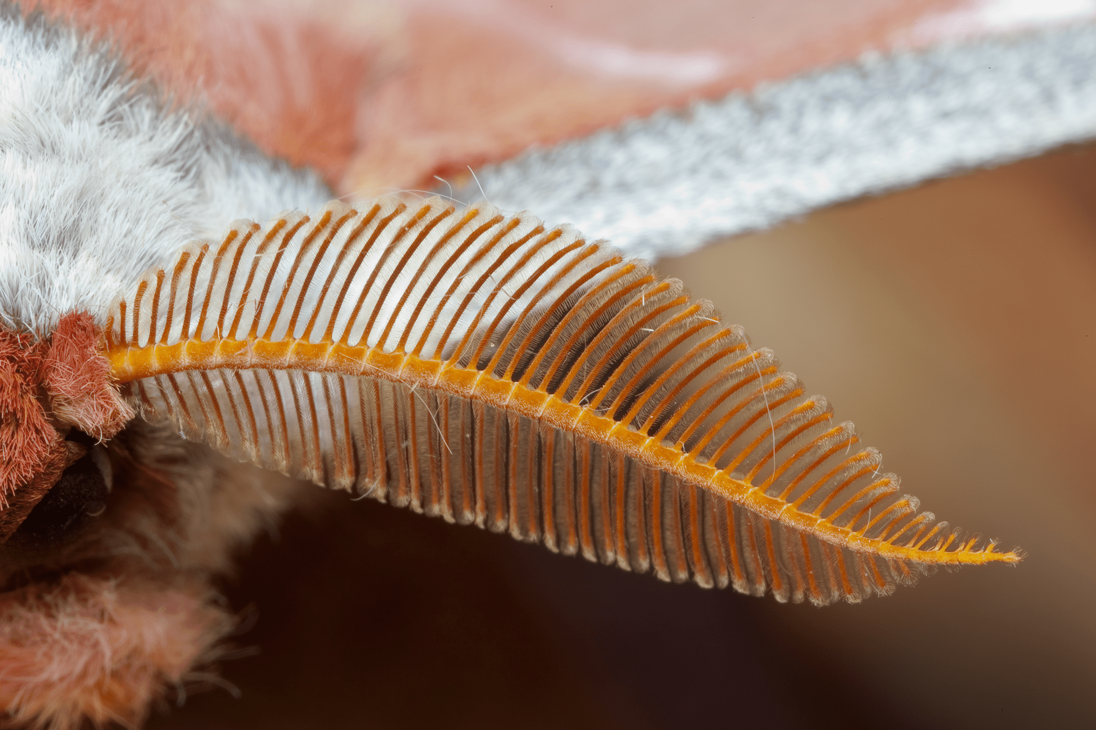 Organs Sense Environmental Cues — Biological Strategy — AskNature