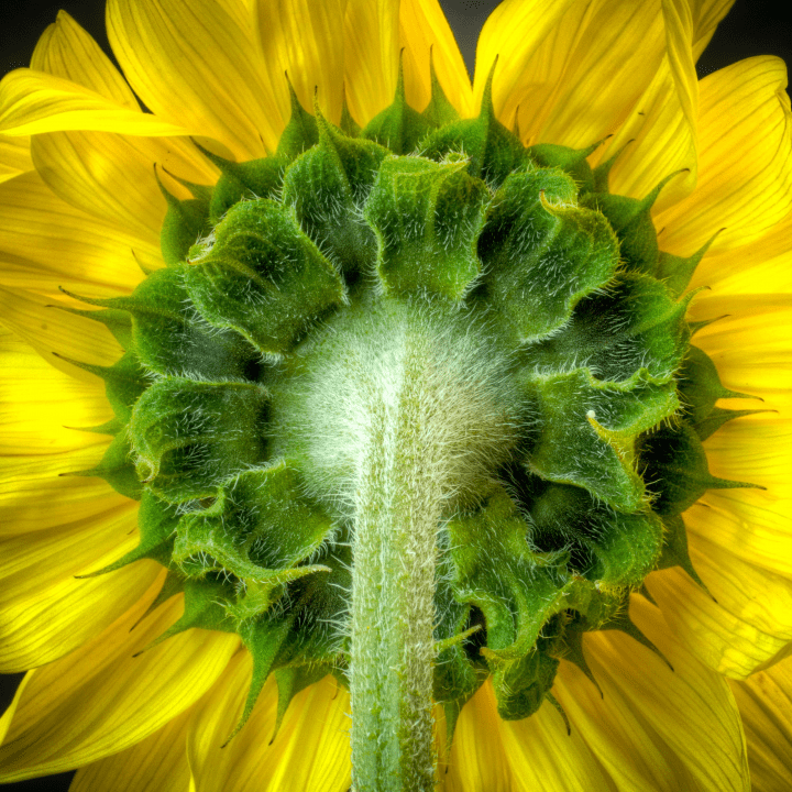 Innovation Inspired by Nature — AskNature