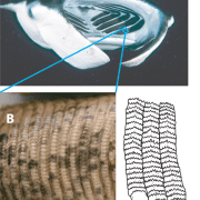 Manta Ray Filtration — AskNature
