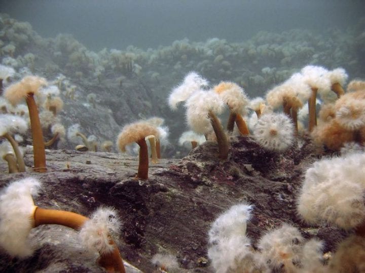 Stalk Structure Improves Feeding Position — Biological Strategy — AskNature